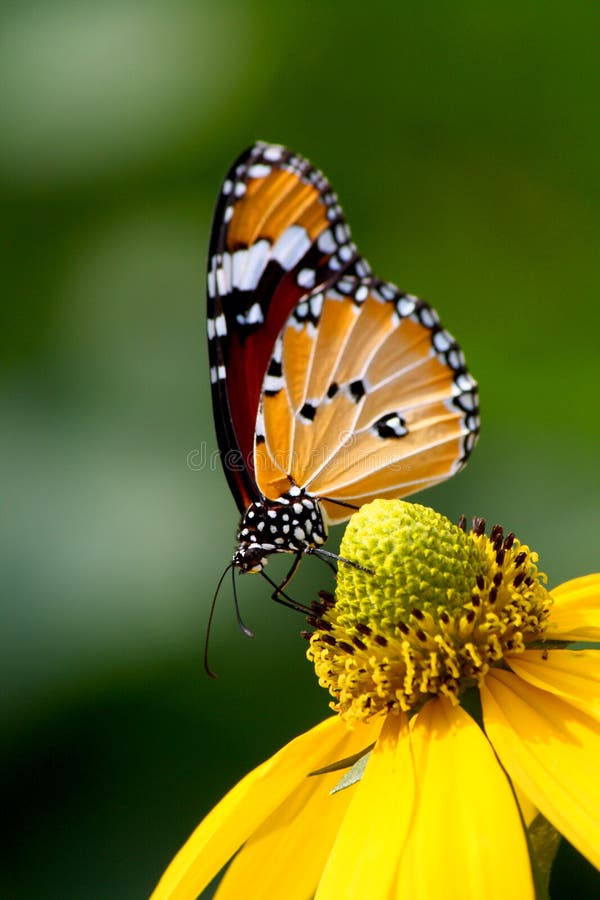 Common tiger butterfly stock image. Image of nature, summer - 30686399