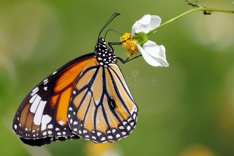 The Common Tiger Feeding on Daisy Stock Photo - Image of detail, exotic ...