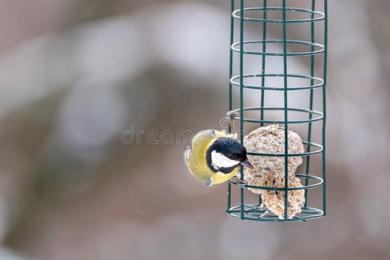 Common Titmouse on a Bird Feeder Stock Image - Image of branch, feeder ...
