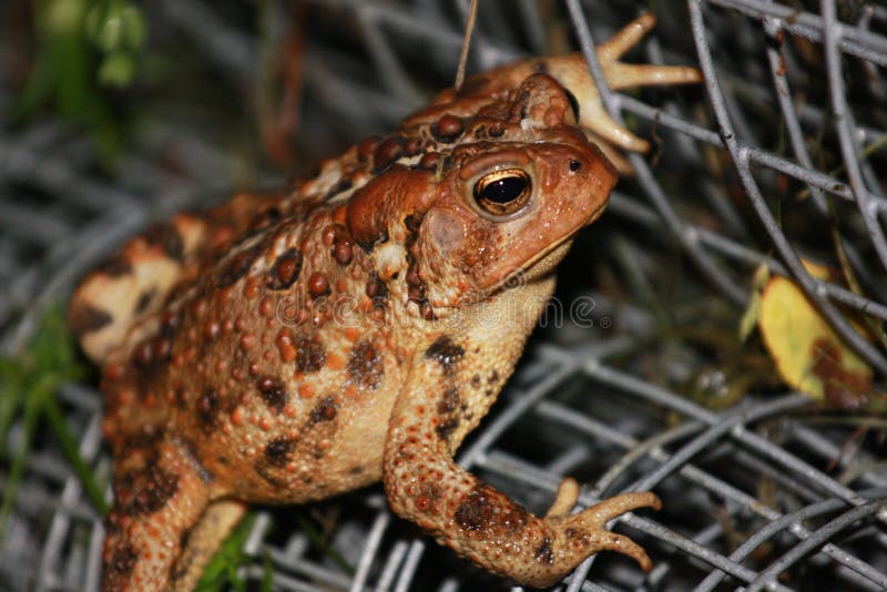 Eastern American Toad (Bufo Americanus) Stock Photo - Image of details ...
