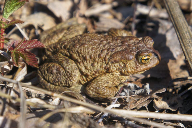 Common Toad Against the Background of Dry Foliage in the Spring Near ...