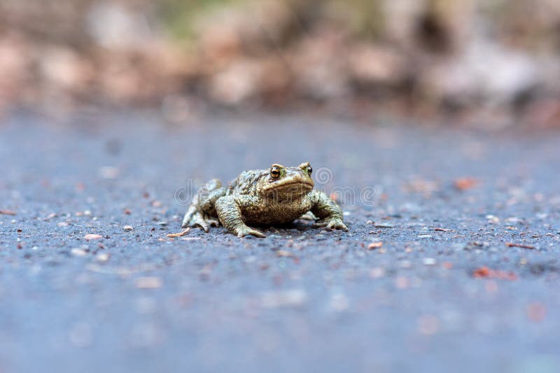 Common Toad on the Asphalt Road Stock Image - Image of spring, asphalt ...