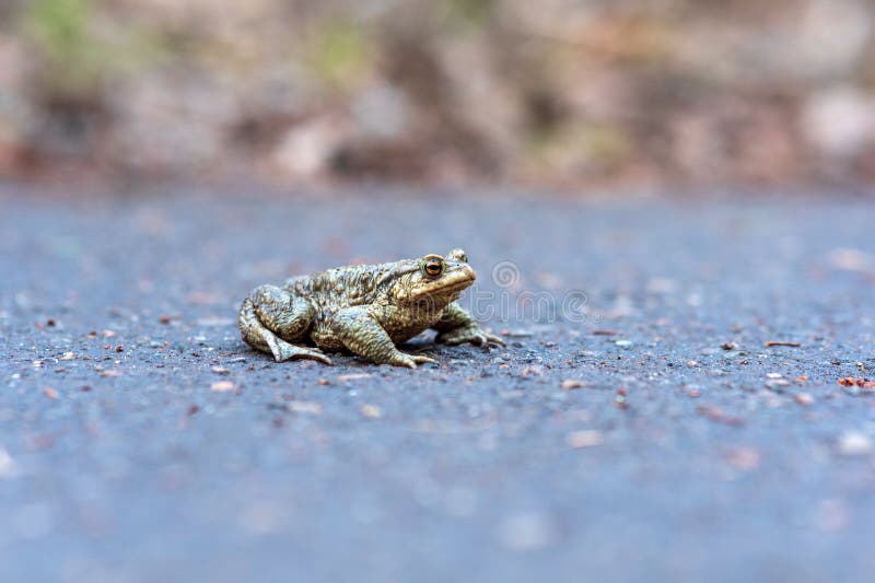 Common Toad on the Asphalt Road Stock Photo - Image of common, natural ...