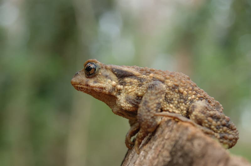 Common toad (B. bufo) stock photo. Image of fauna, detail - 31260528