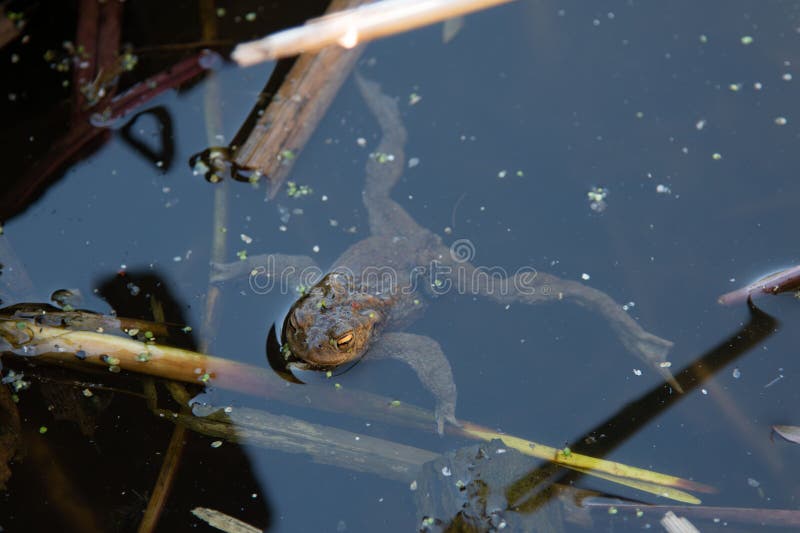Common Toad at Breeding Season during Spring, Head Over Water Stock ...