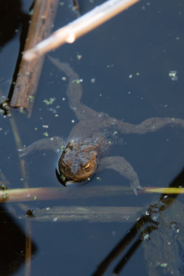 Common Toad at Breeding Season during Spring, Head Over Water Stock ...