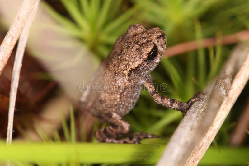 Common toad stock photo. Image of moss, toad, baby, nature - 156269736