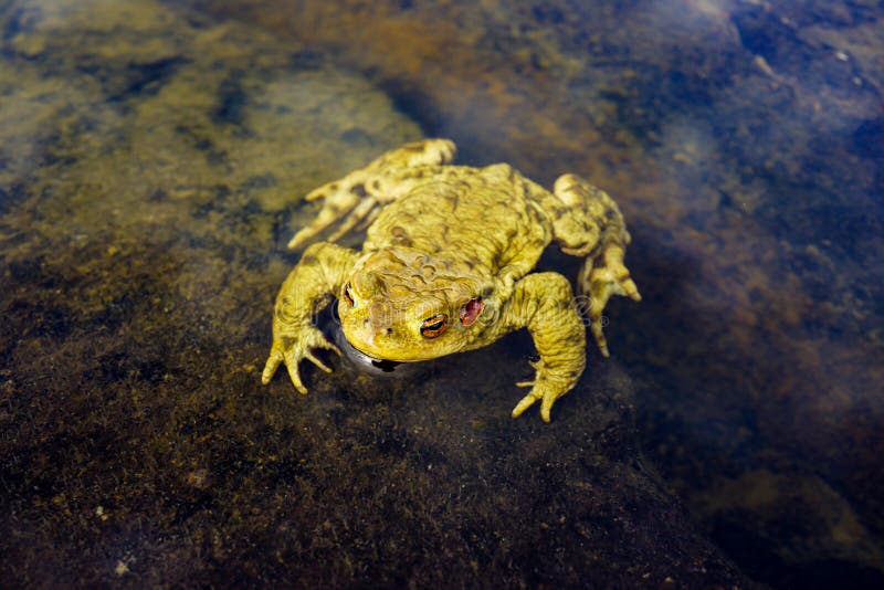 Common toad stock photo. Image of bellied, fire, nature - 202288696