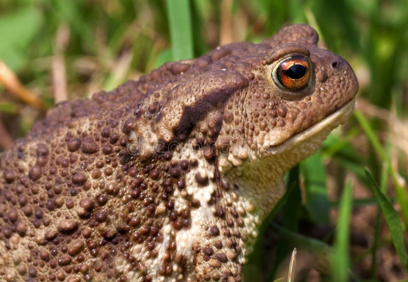 Common toad bufo bufo stock image. Image of nature, bufo - 263335967