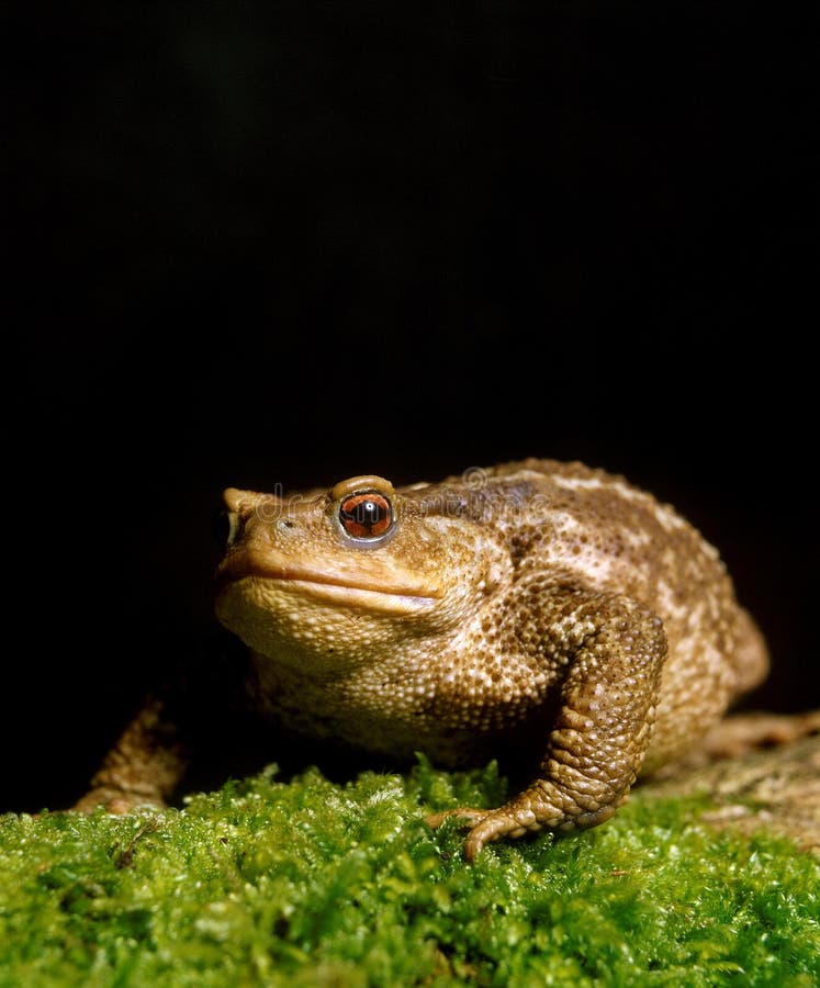 Common Toad, Bufo Bufo, Adult Stock Image - Image of outdoor, wildlife ...