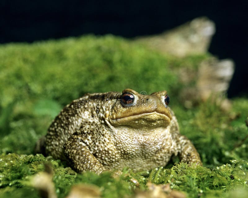 Common Toad, Bufo Bufo, Adult Stock Photo - Image of europe, toad ...