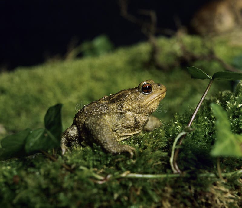 341 Toad Standing Photos - Free & Royalty-Free Stock Photos from Dreamstime