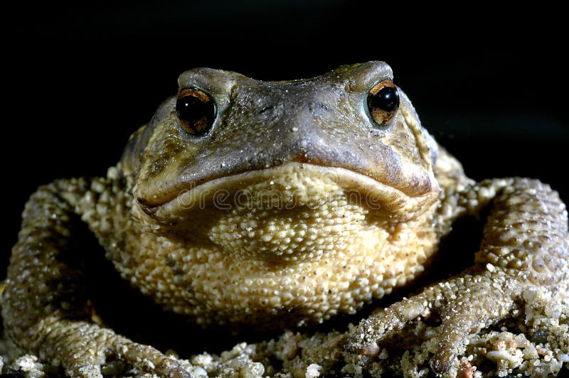 Common Toad Bufo Bufo, Amphibian Stock Image - Image of macro, european ...