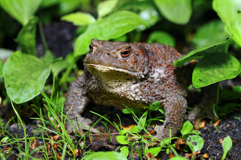 Common toad - (Bufo bufo) stock image. Image of amphibian - 19332571