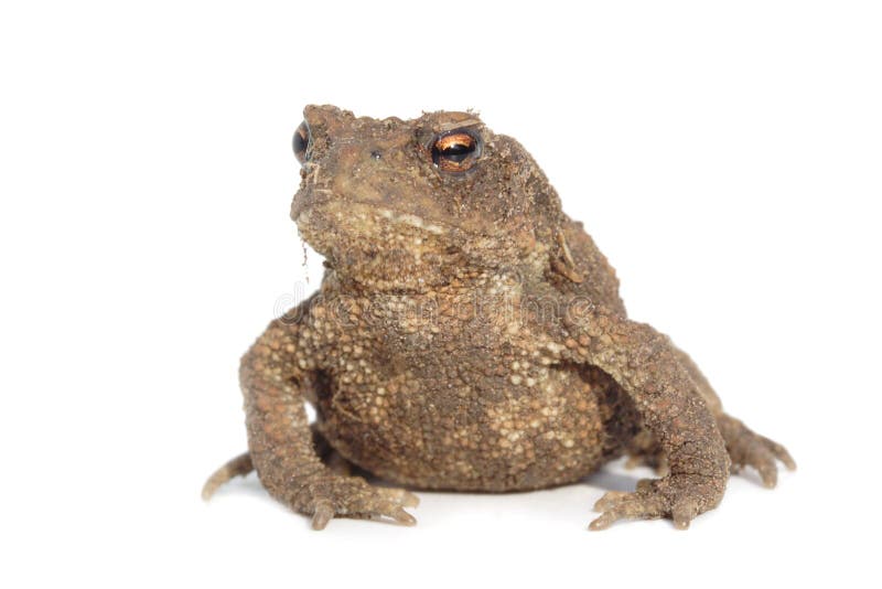 Mother Common Toad and Her Baby, Bufo Bufo Stock Photo - Image of ...