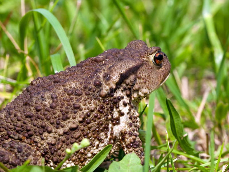 Common toad bufo bufo stock photo. Image of nature, macro - 21035824