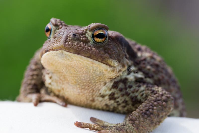 Common toad bufo bufo stock image. Image of frog, toad - 21076195