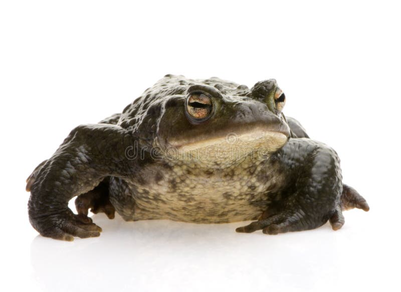Common Toad - Bufo bufo stock image. Image of amphibian - 2249973