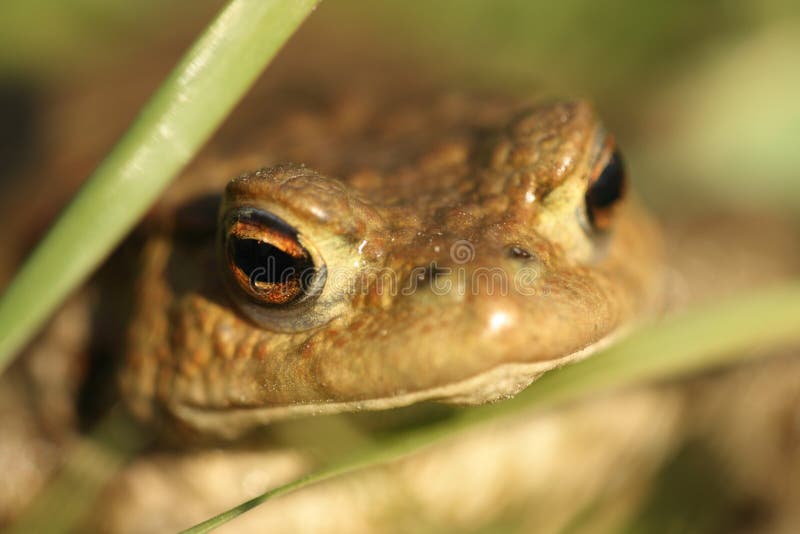 Toad Eyes stock image. Image of closeup, details, nature - 5524875