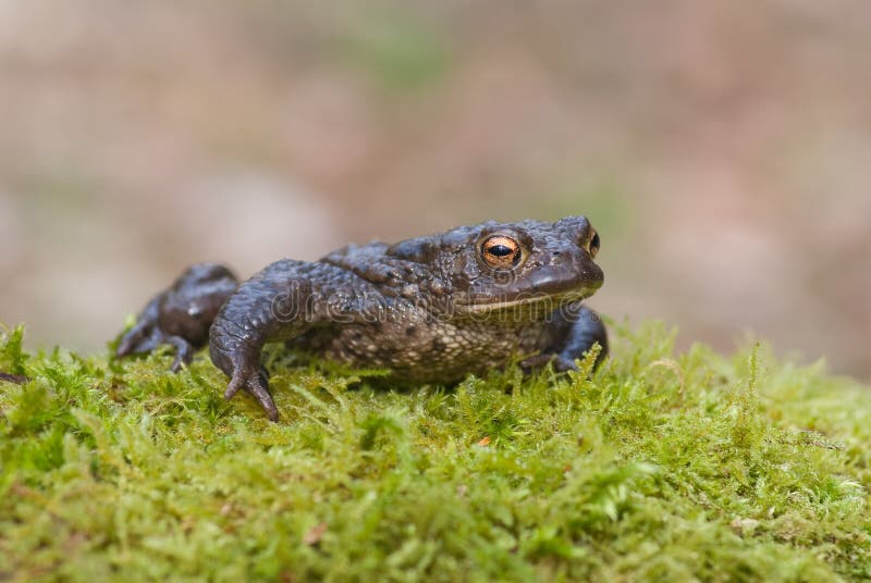 Common Toad (Bufo bufo) stock image. Image of bufo, nature - 8594435