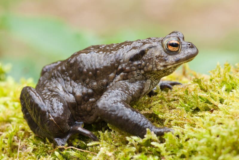 Common Toad (Bufo bufo) stock image. Image of common, bufo - 8667073