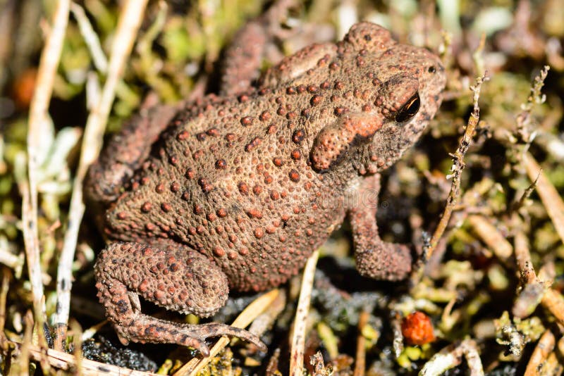 Common toad stock image. Image of ugly, frog, gland, habitat - 41757185