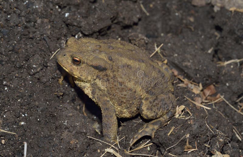 Common Toad stock photo. Image of moorland, british, britain - 92388502
