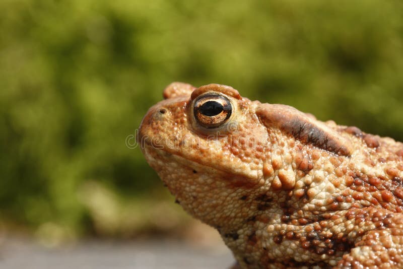 Common toad, Bufo bufo stock photo. Image of nature, summer - 33785360
