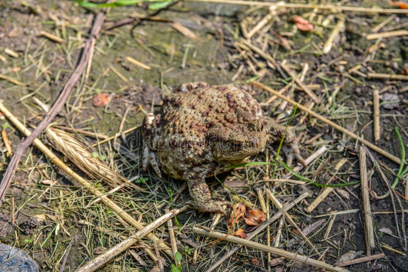 Common Toad Bufo Bufo Closeup Stock Photo - Image of reptile, frog ...