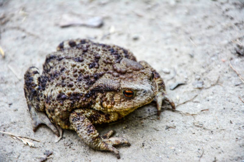 Common Toad Bufo Bufo Closeup Stock Image - Image of amphibian, beige ...