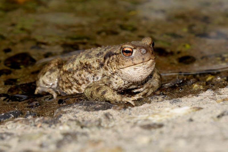 Common Toad Bufo bufo stock photo. Image of larvae, hatching - 111810982