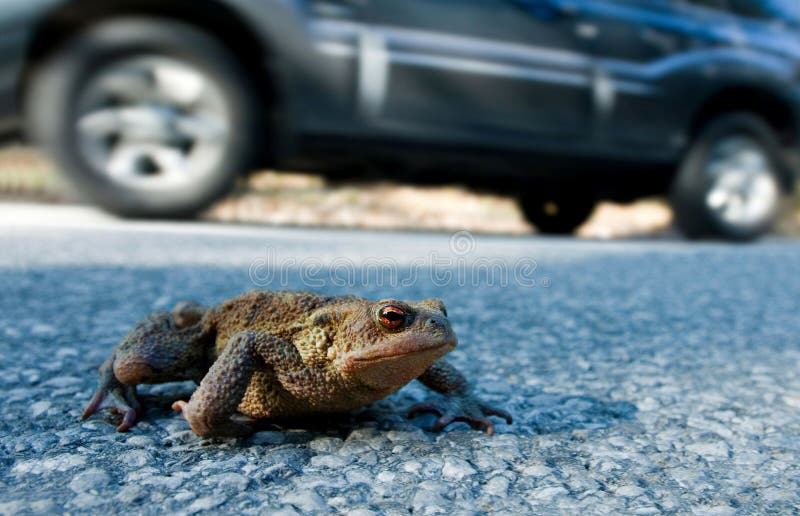 Common Toad (Bufo Bufo) Crosses the Road Stock Image - Image of crosses ...