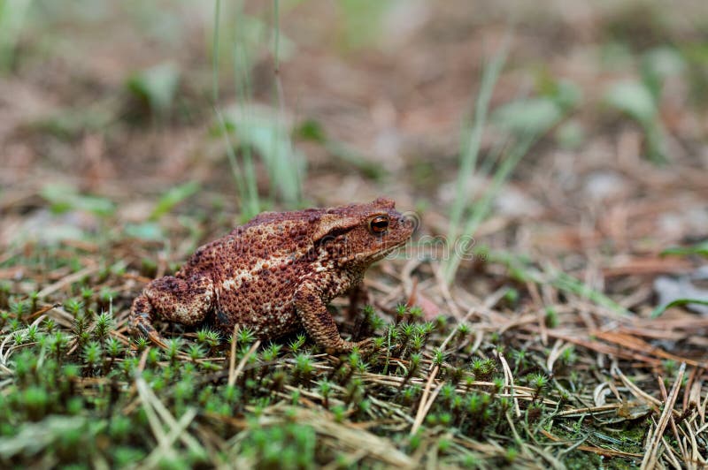 Common Toad (bufo Bufo) in Forest Stock Photo - Image of brown, skin ...