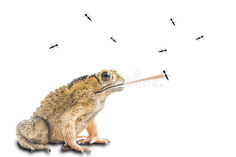 Common Frog Eating stock photo. Image of pondlife, worm - 1460714