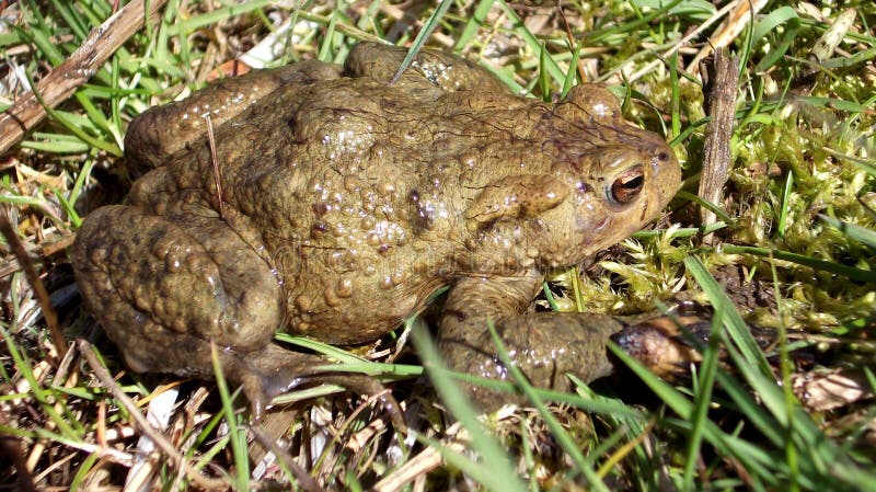 Common toad Bufo bufo stock photo. Image of common, ecology - 210093342