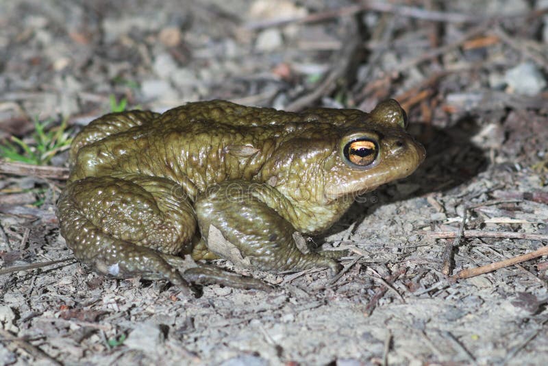 Common toad (Bufo bufo) stock image. Image of brown, fauna - 52568711