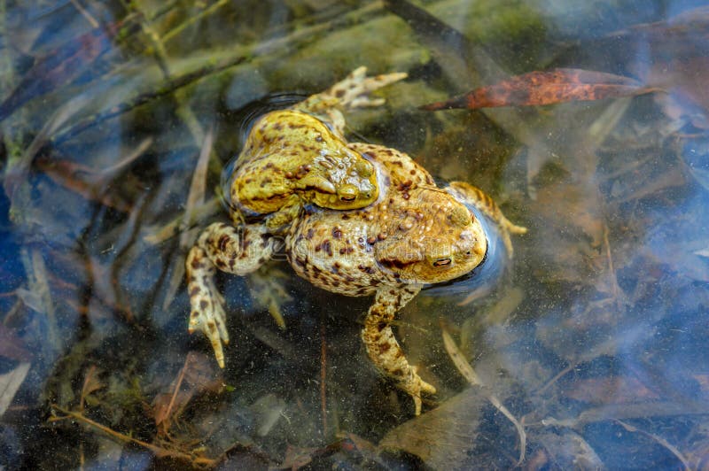 Common toad stock photo. Image of mating, closeup, close - 202288374