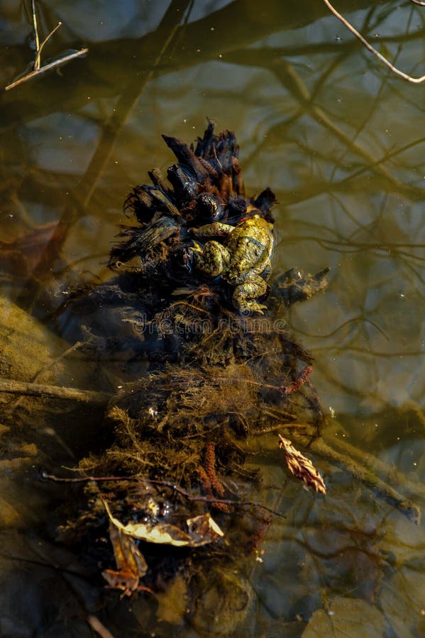 Common toad stock photo. Image of amphibium, lake, mating - 202288386