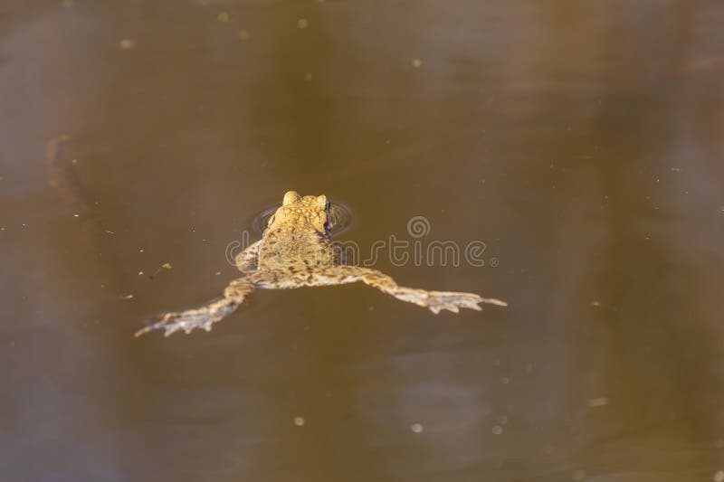 Common Toad - Bufo Bufo during Mating Season. Frog on the Road. Grass ...
