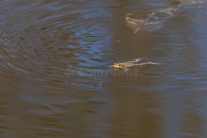 Common Toad - Bufo Bufo in Mating Season. Frog in Water Stock Image ...