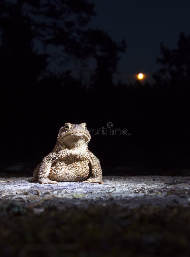 Common Toad - Bufo Bufo - on Moss Covered Stone in the Full Moon Night ...