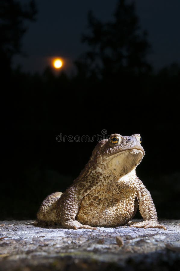 Common Toad - Bufo Bufo - on Moss Covered Stone in the Full Moon Night ...
