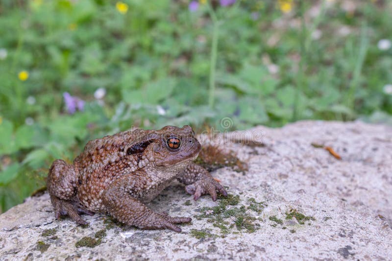 Common Toad (Bufo Bufo) in the Natural Ecosystem Stock Image - Image of ...