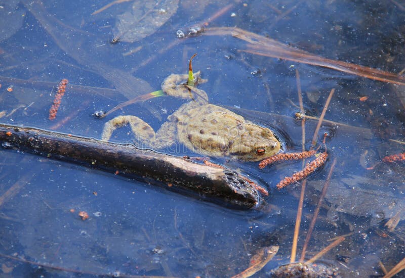Common toad stock image. Image of lake, water, wildlife - 147196497