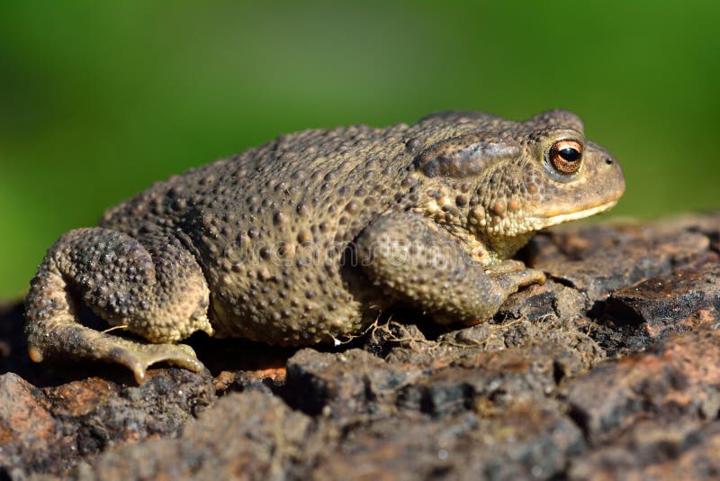 Profile of a toad stock image. Image of frog, common - 152886637