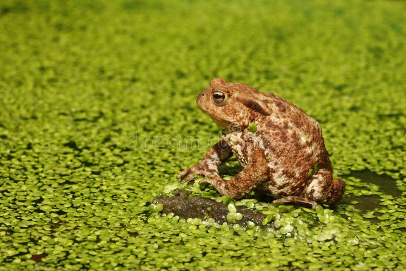 Common toad, Bufo bufo stock photo. Image of pool, garden - 33785412