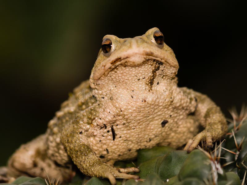Common toad bufo bufo stock photo. Image of biology, sitting - 38459834