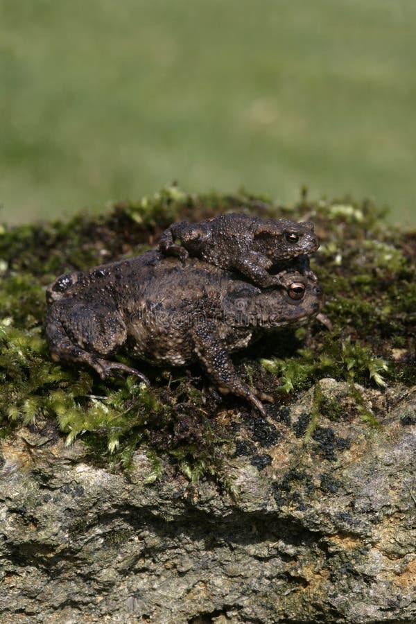 Common toad, Bufo bufo stock image. Image of summer, garden - 33785353
