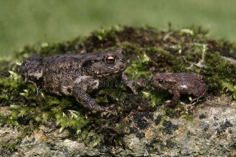 Common toad, Bufo bufo stock image. Image of grass, british - 34686845