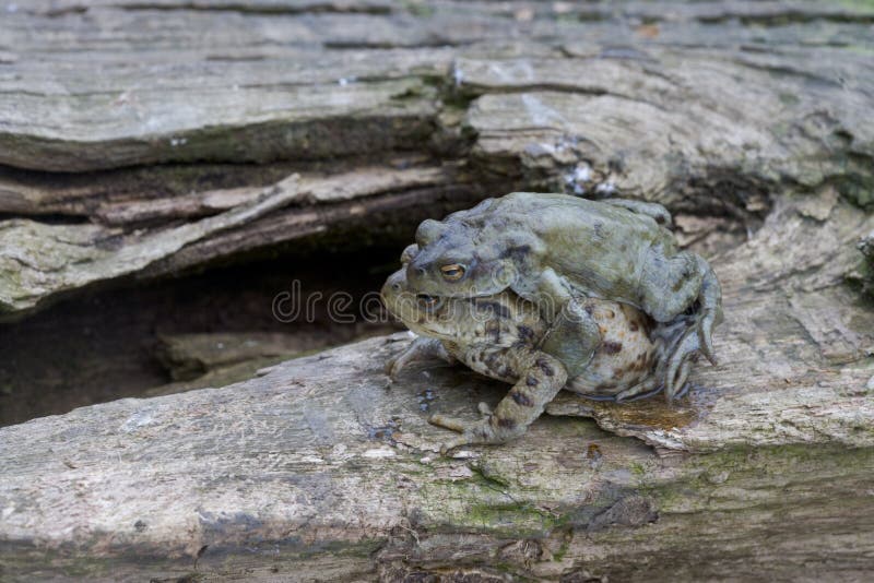 Common toad, Bufo bufo stock photo. Image of amphibian - 36085628